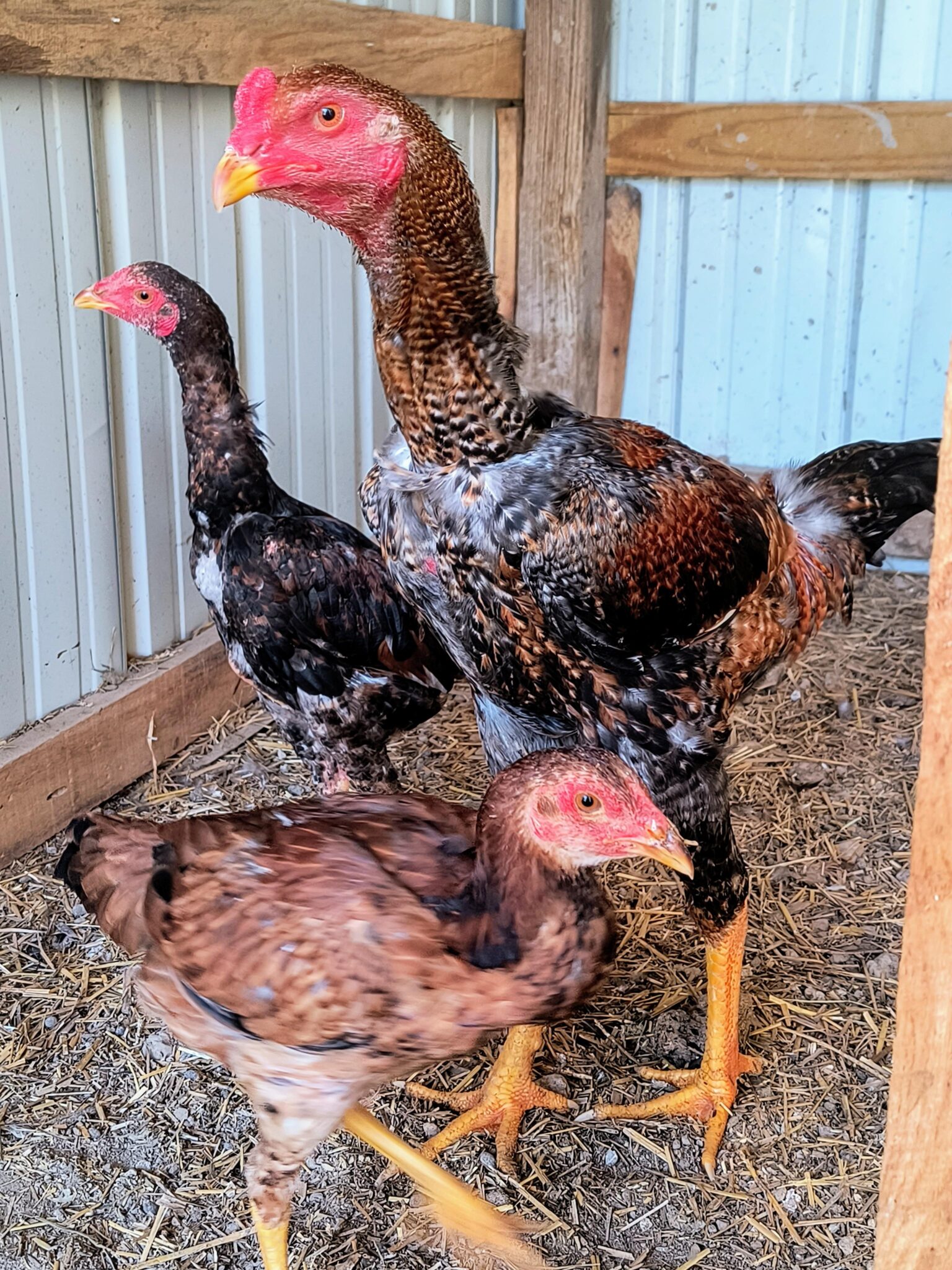 Indio Gigante chicken for sale - Chicks Hatchery